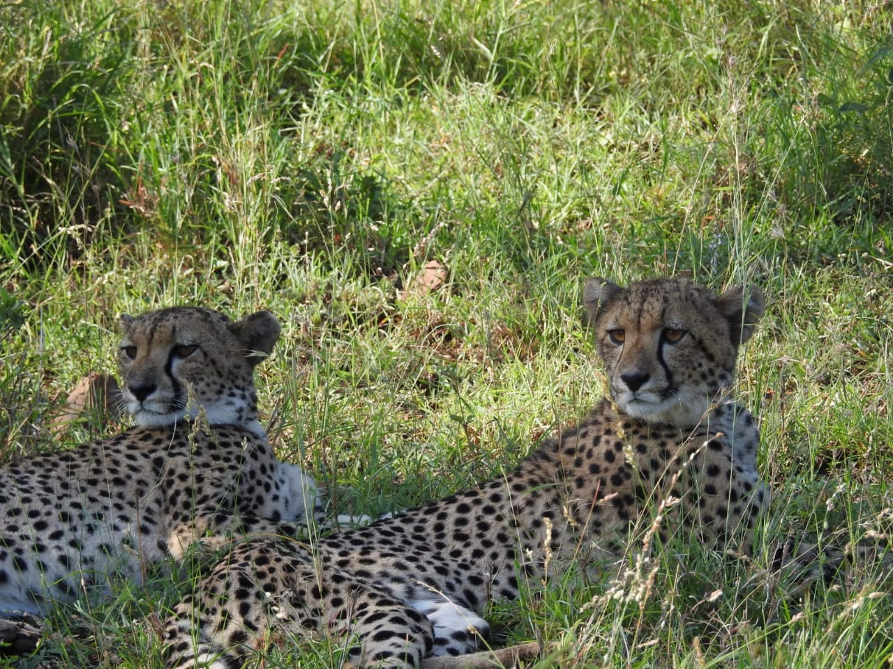 Charging Rhinos, Dying Warthog Calls, Inbreeding Lions in Zululand ...